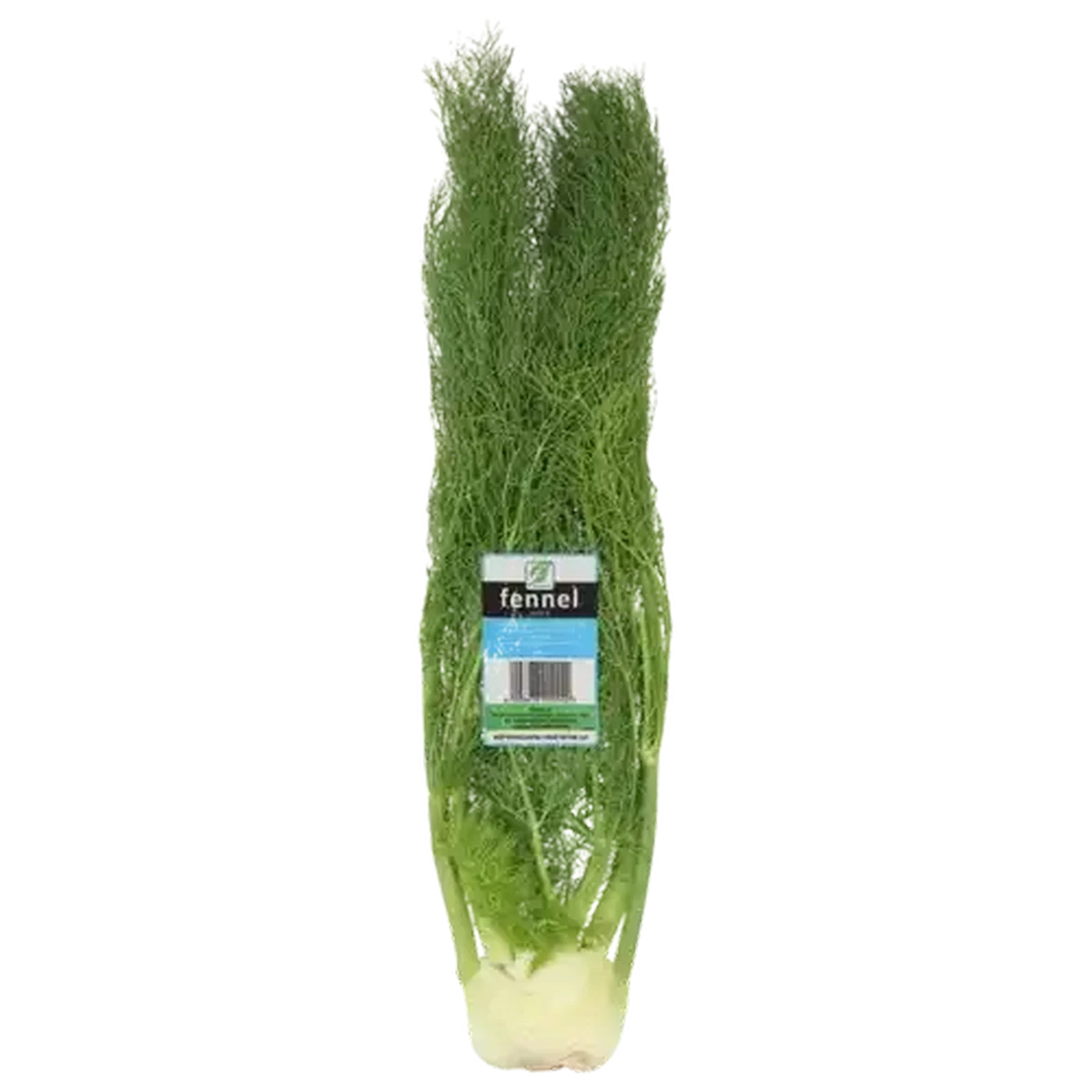 Checkers Sixty60 | Fennel Sleeve Per kg