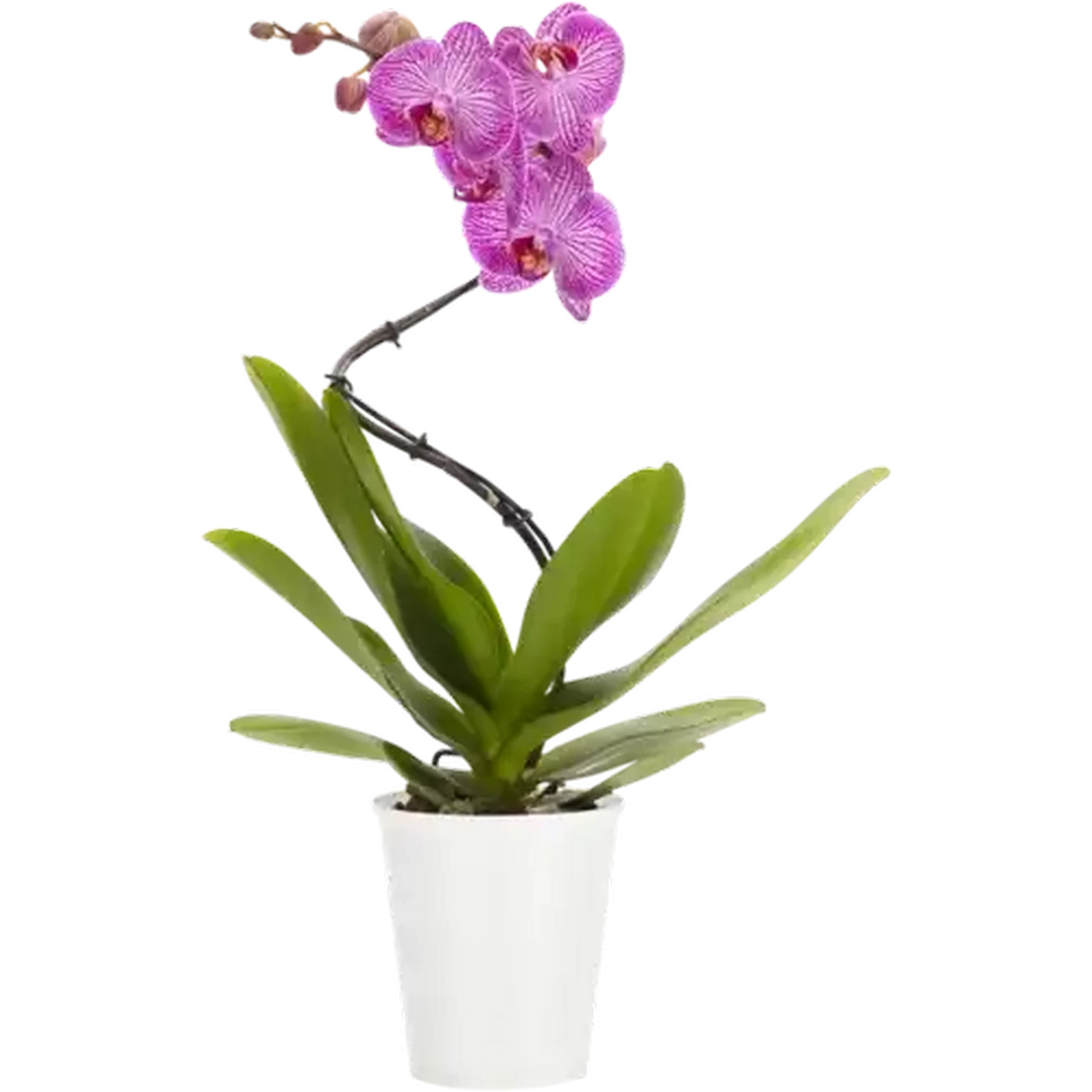 Checkers Sixty60 | Spiral Phalaenopsis Pot Plant (Type May Vary)