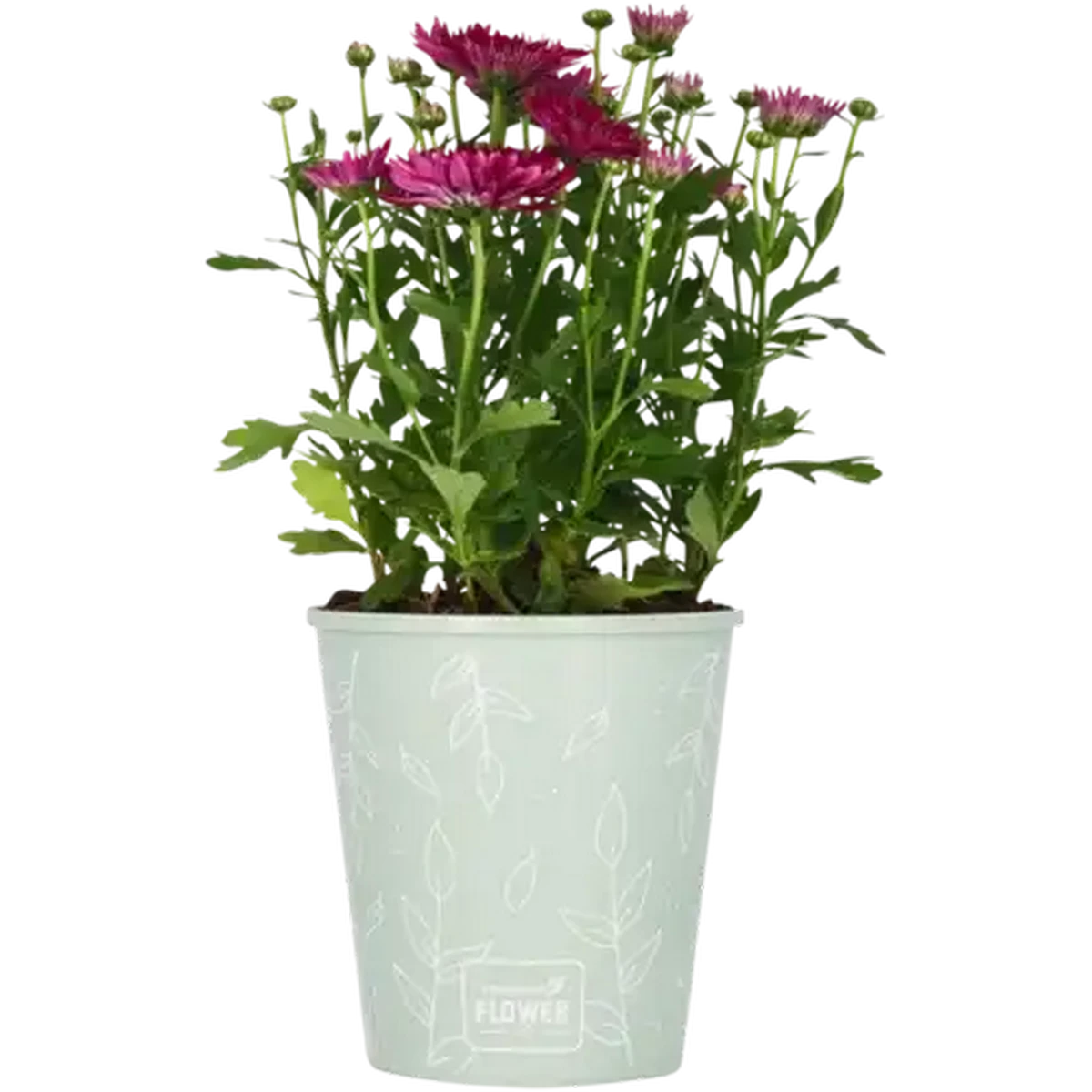 Checkers Sixty60 | Chrysanthemum Pot Plant