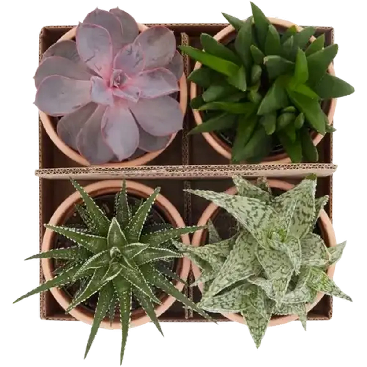 Checkers Sixty60 | Succulent 4s