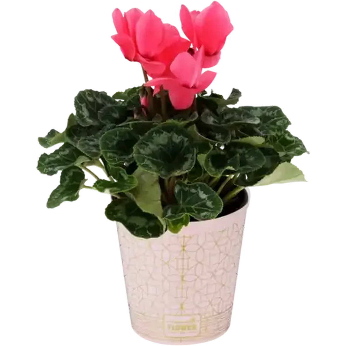 Checkers Sixty60 | Cyclamen Pot Plant (Colour May Vary)